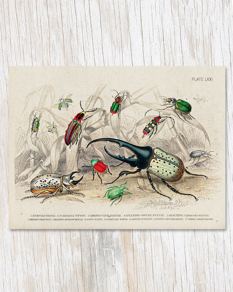Beetles Plate Card – Paleontological Research Institution